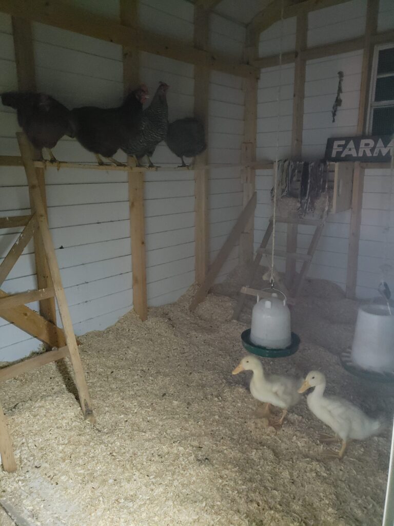 Ducks & Chickens Happy in Same Coop – House & Homestead