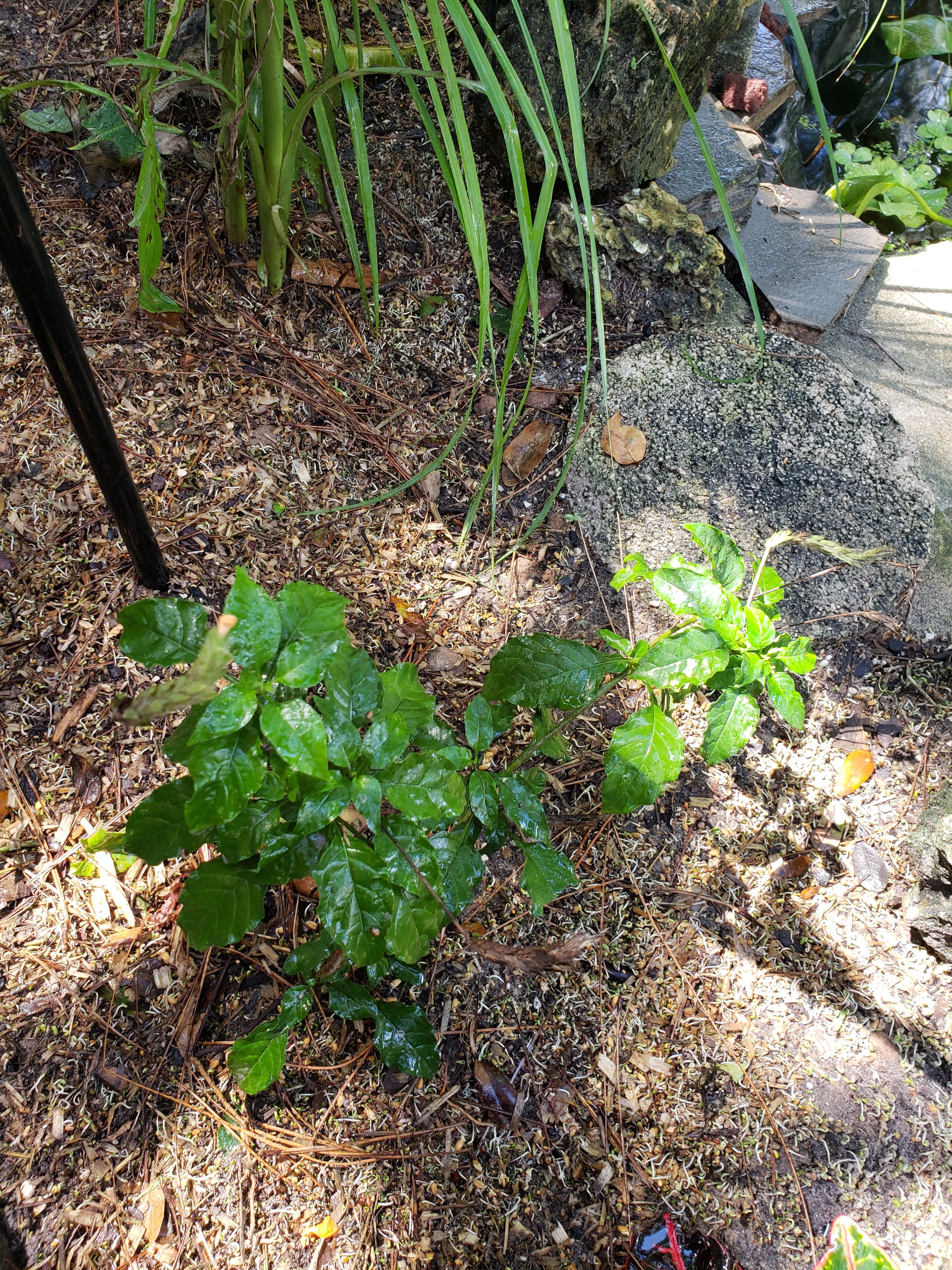 Quickly Create Your Own Luscious Green Garden (perfect chicken forage ...