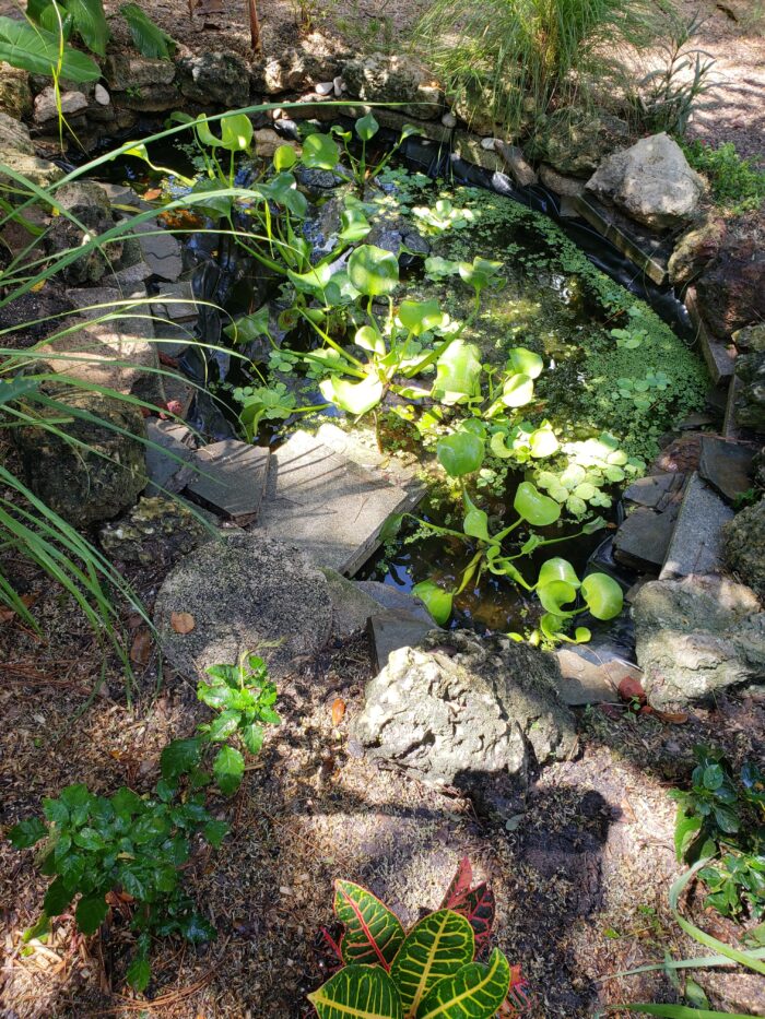 Quickly Create Your Own Luscious Green Garden (perfect chicken forage ...
