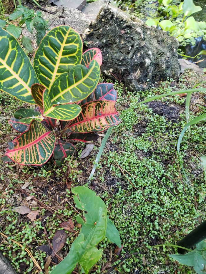 Quickly Create Your Own Luscious Green Garden (perfect chicken forage ...
