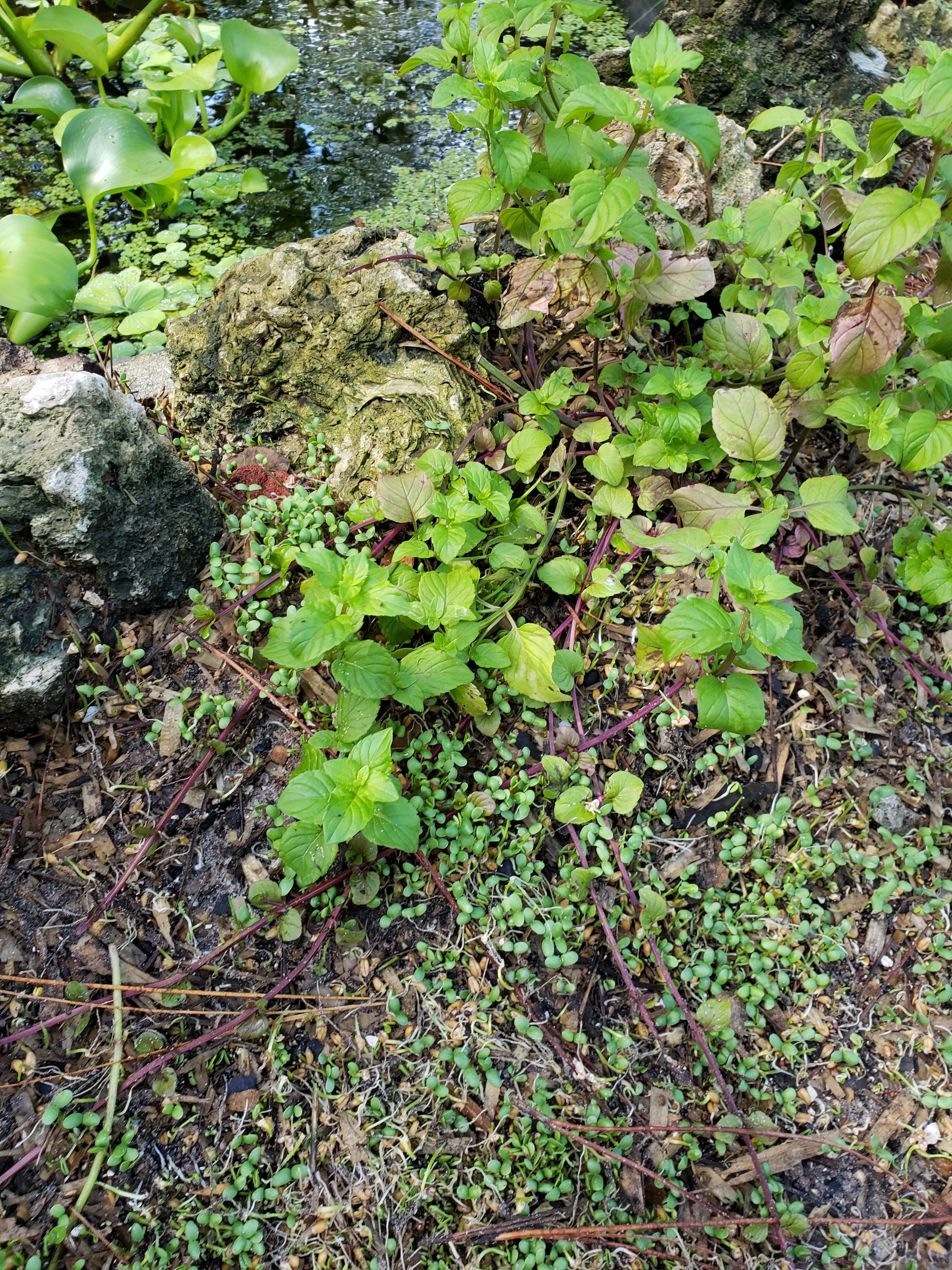 Quickly Create Your Own Luscious Green Garden (perfect chicken forage ...
