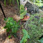 Quickly Create Your Own Luscious Green Garden (perfect chicken forage ...