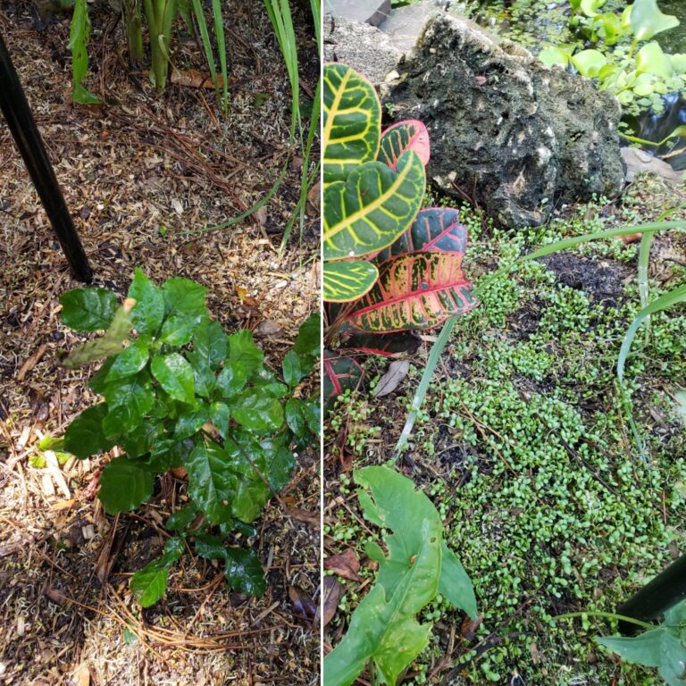Quickly Create Your Own Luscious Green Garden (perfect chicken forage ...