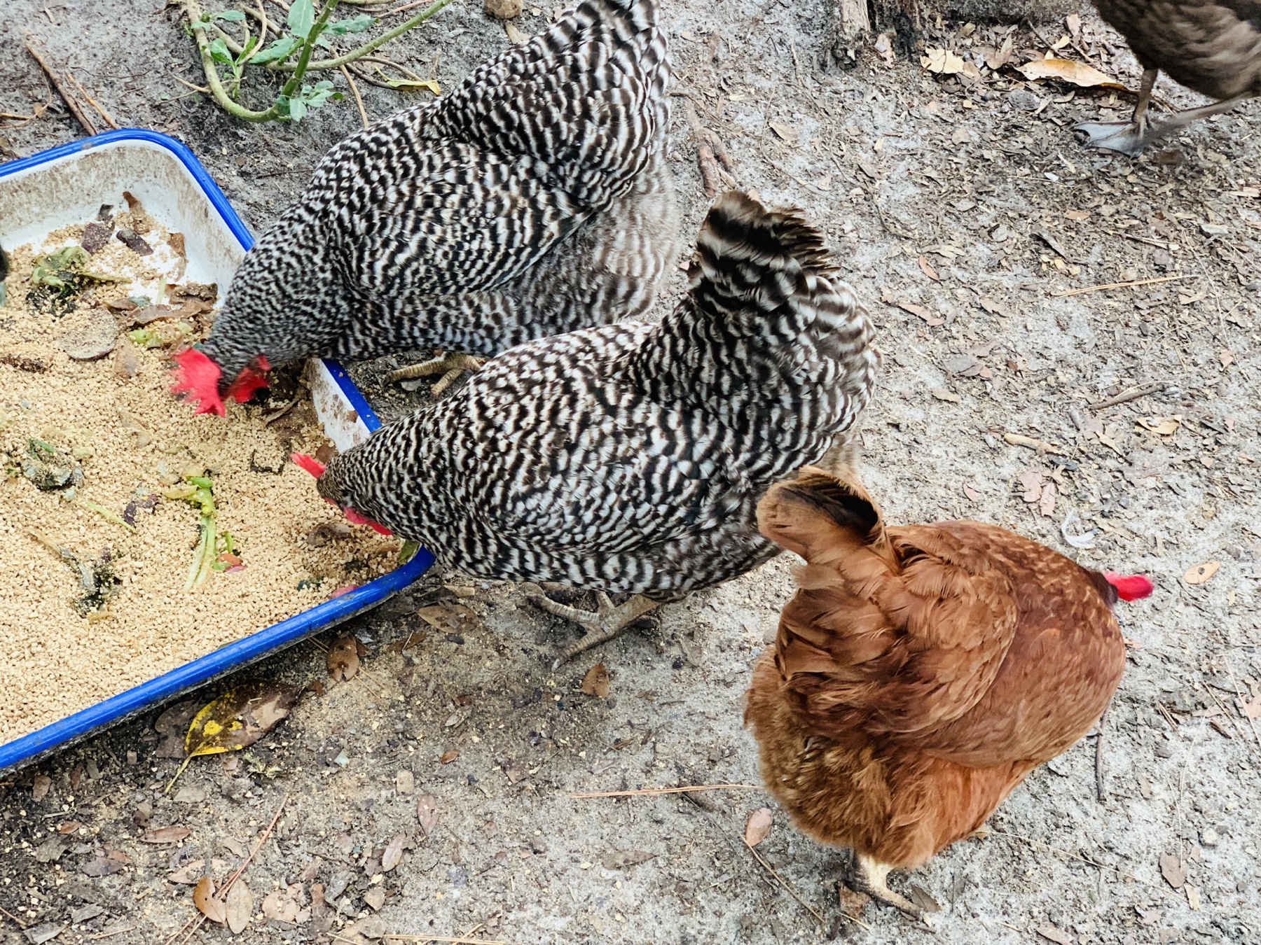 What Is Homesteading? – House & Homestead