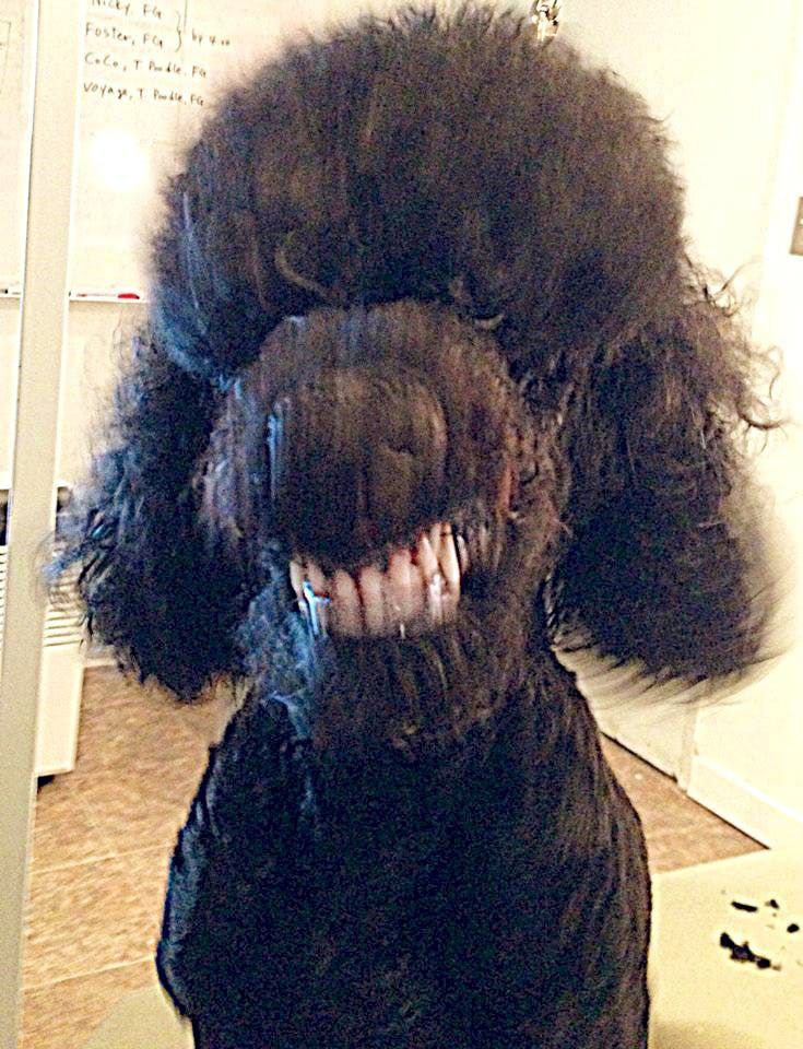 30 Pet Grooming Fails That Made Us Ask "What Were You Thinking"