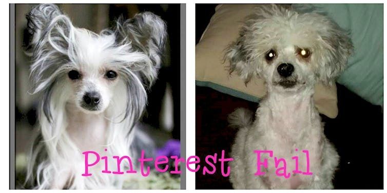 30 Pet Grooming Fails That Are Really Just Wins – House & Homestead