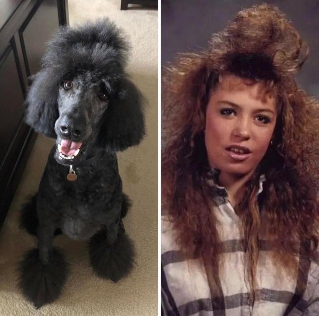 30 Pet Grooming Fails That Made Us Ask "What Were You Thinking"