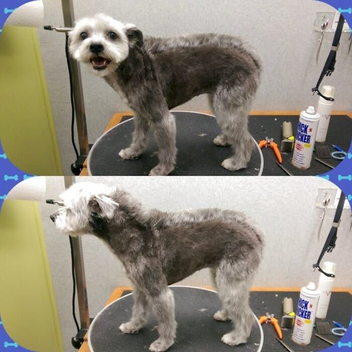 30 Pet Grooming Fails That Made Us Ask "What Were You Thinking"