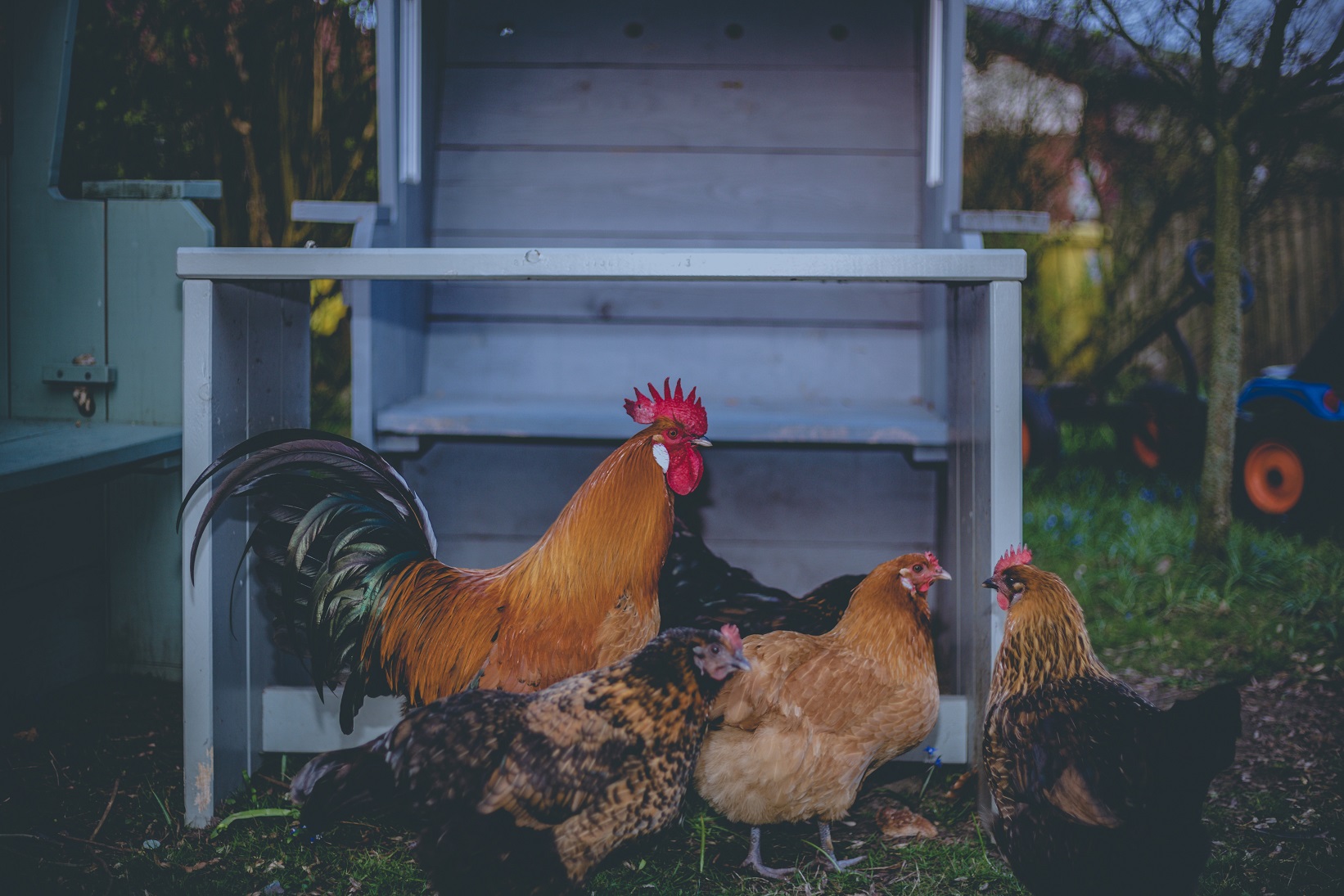 Why Chickens are a Great Start for Any Homestead – House & Homestead